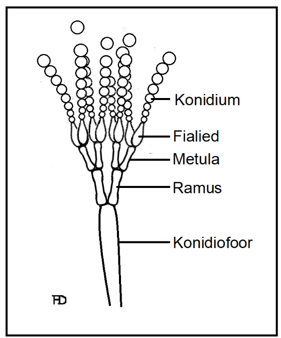 Sakswamme of Askusswamme (Ascomycota) – Die wêreld om ons