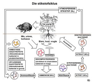Maak jou eie wurmplaas – Die wêreld om ons