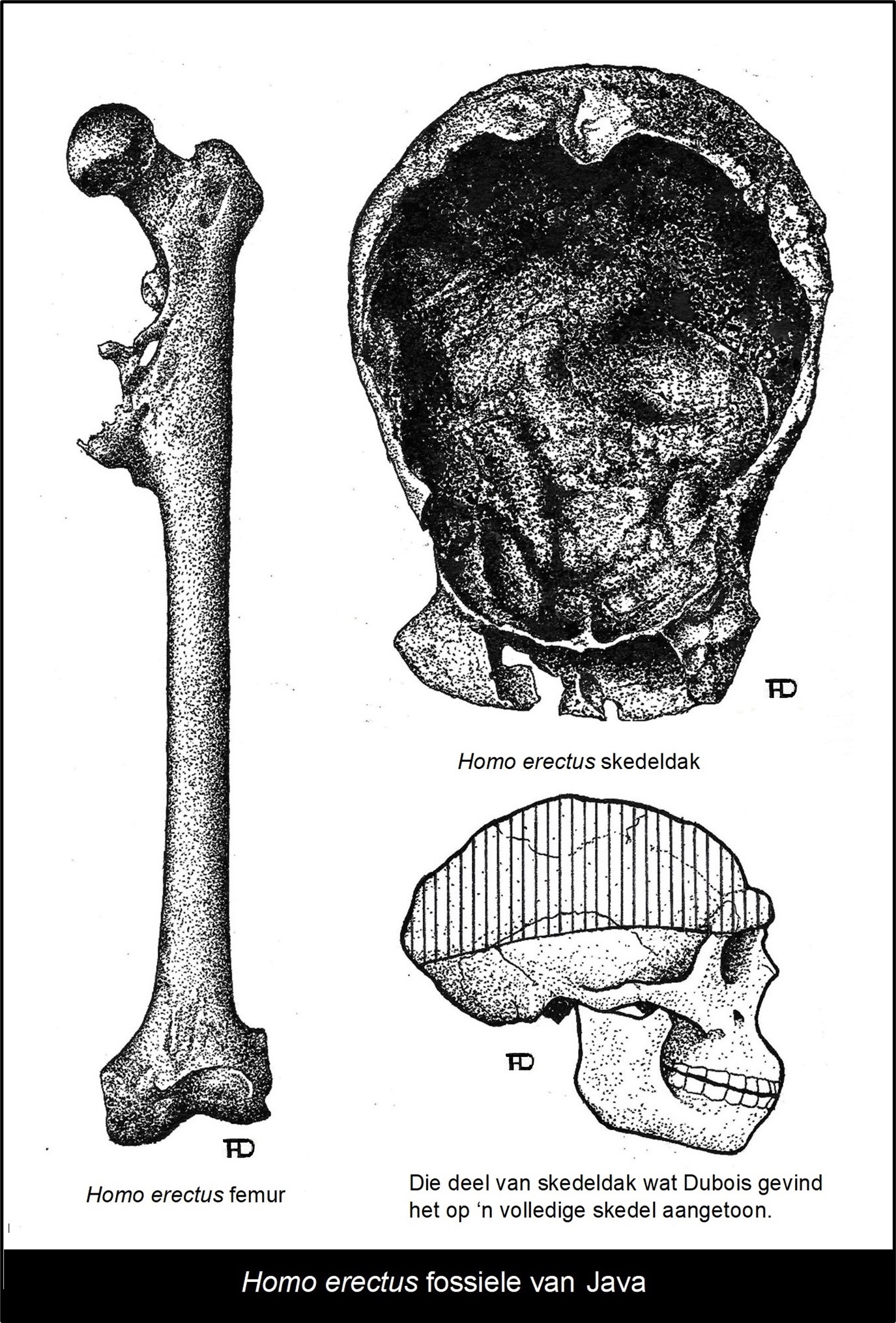 Evolusie van die mens 2: Java Man (Homo erectus) – Die wêreld om ons