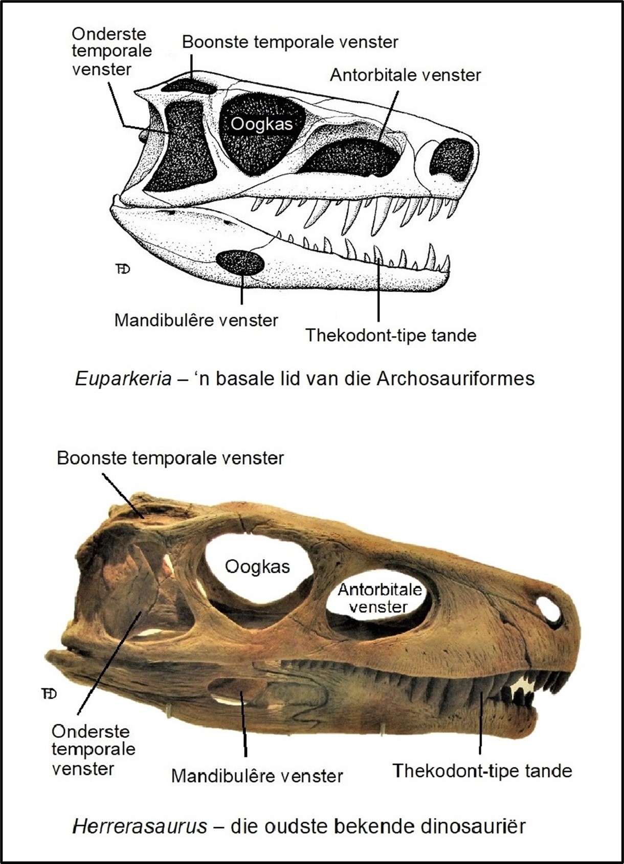 ARCHOSAURIA 2: Basale Archosauriformes – Die wêreld om ons