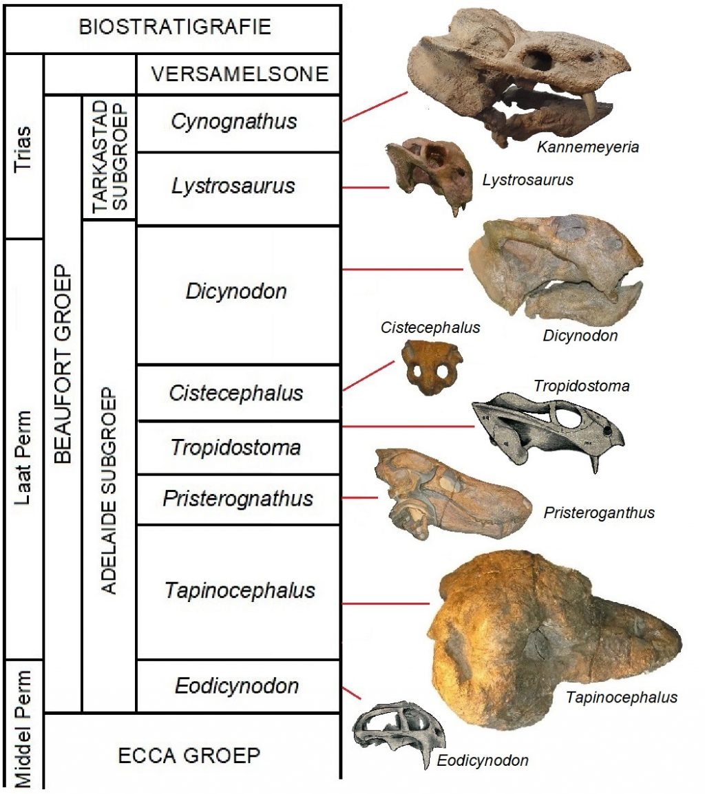 Sinapsiede 2: Anomodonte (herbivoriese sinapsiede) – Die wêreld om ons