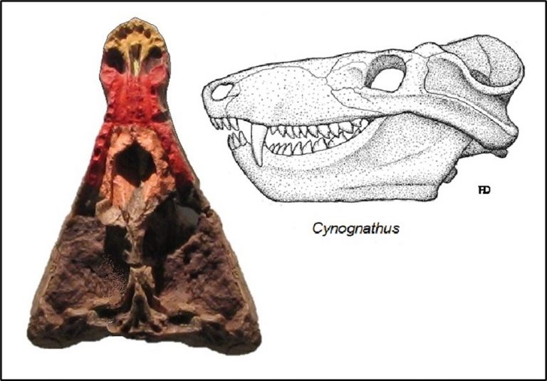 Sinapsiede 3: Theriodontia – die karnivoriese sinapsiede – Die wêreld ...