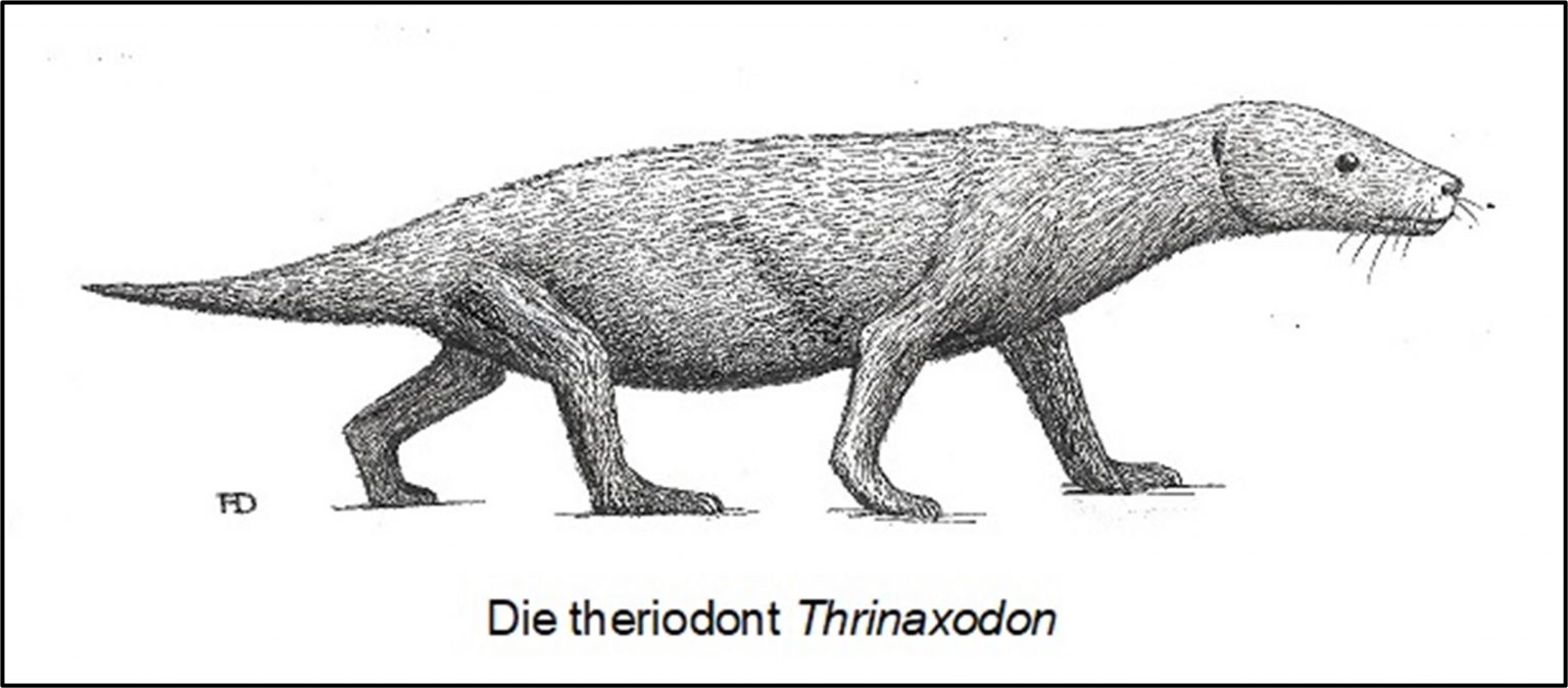 Sinapsiede 3: Theriodontia – die karnivoriese sinapsiede – Die wêreld ...