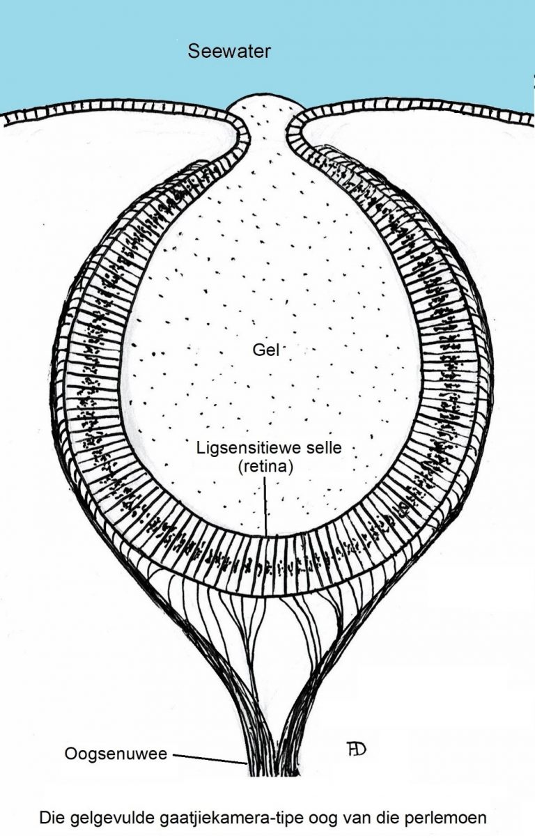 Die Oog – Die wêreld om ons