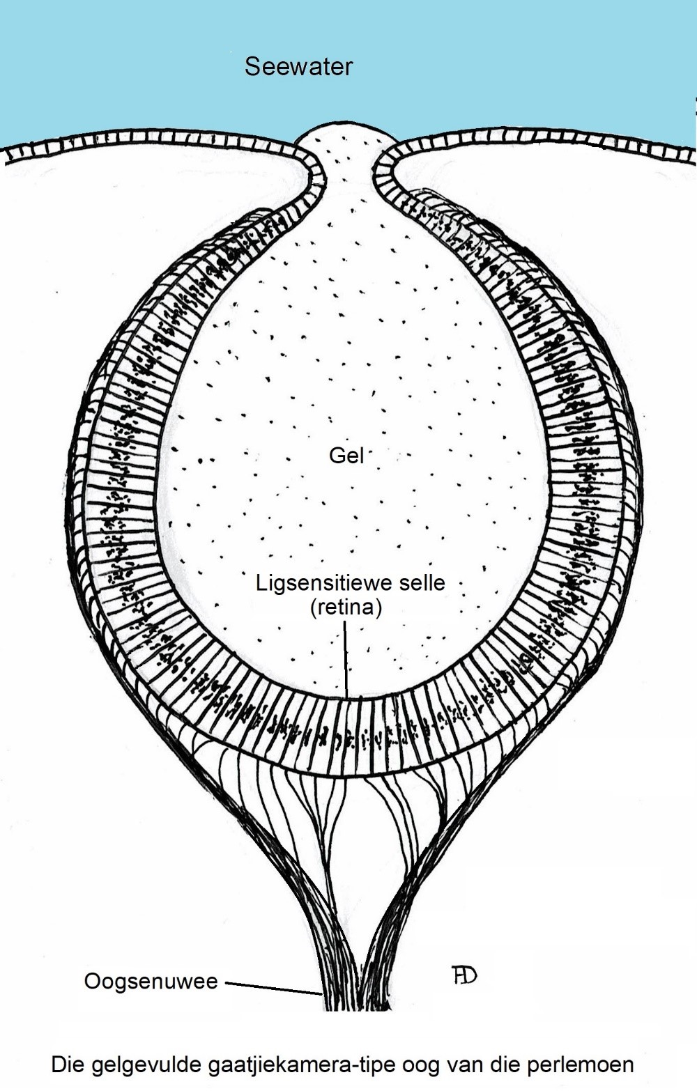 Die Oog – Die wêreld om ons