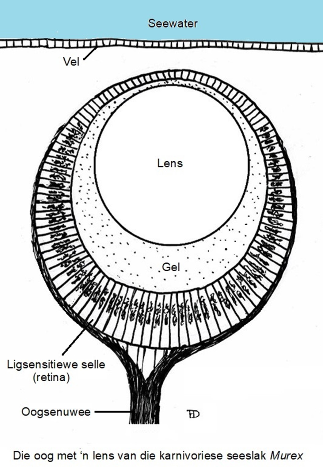 Die Oog – Die wêreld om ons