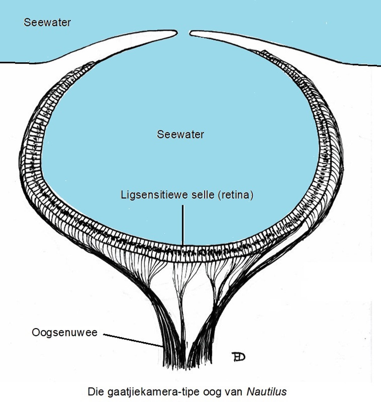 Die Oog – Die wêreld om ons