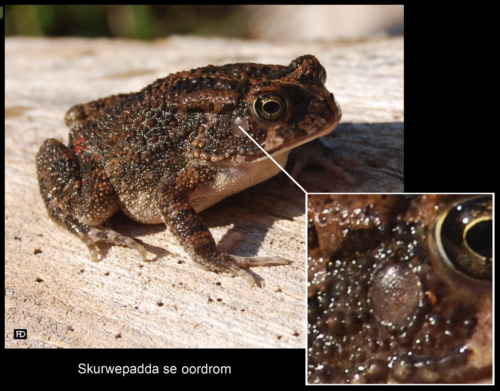 Die oor – Die wêreld om ons