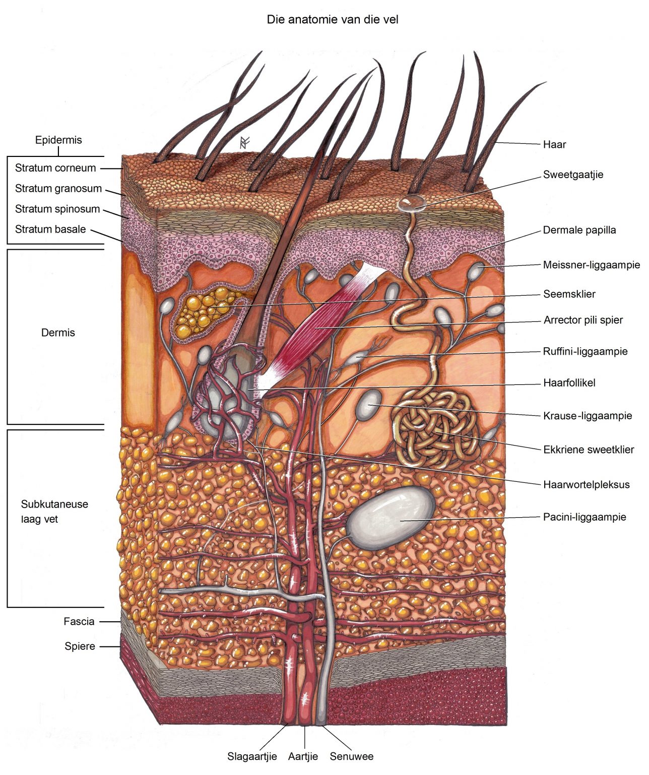 Die vel – Die wêreld om ons